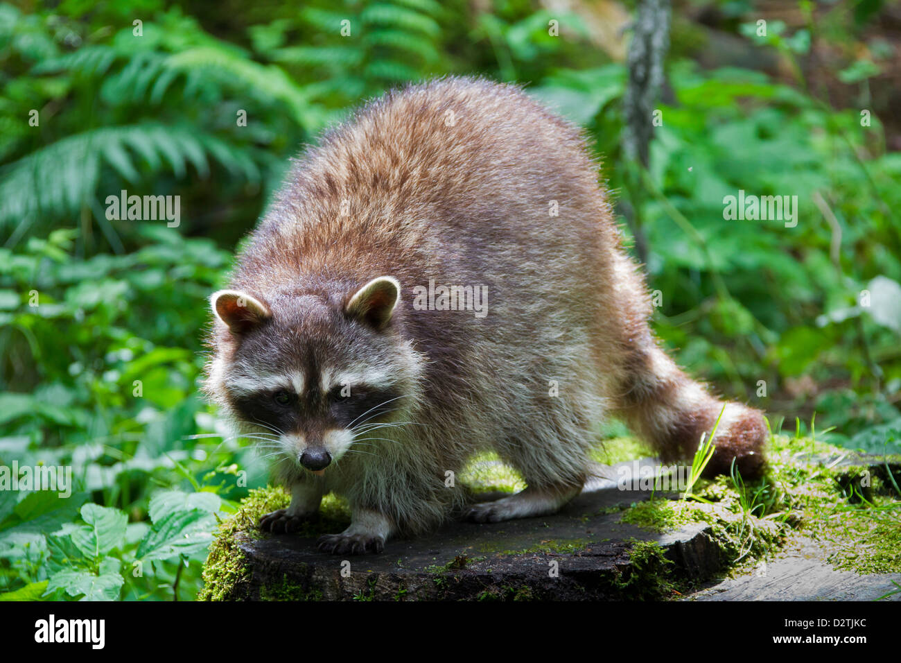 Northern raccoon hi-res stock photography and images - Alamy