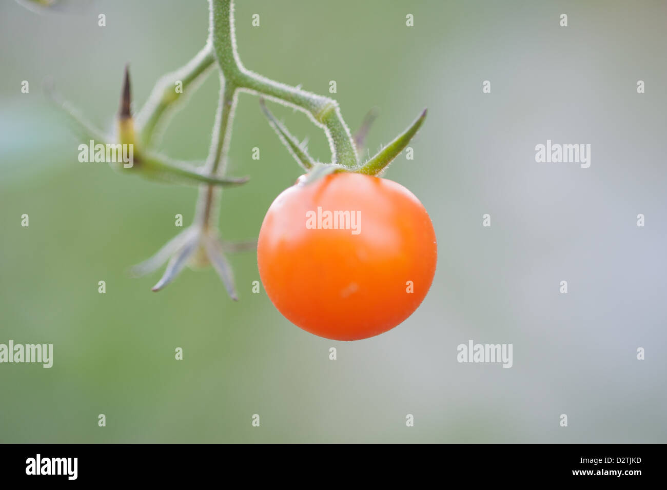 Baby tomato plant Stock Photo - Alamy