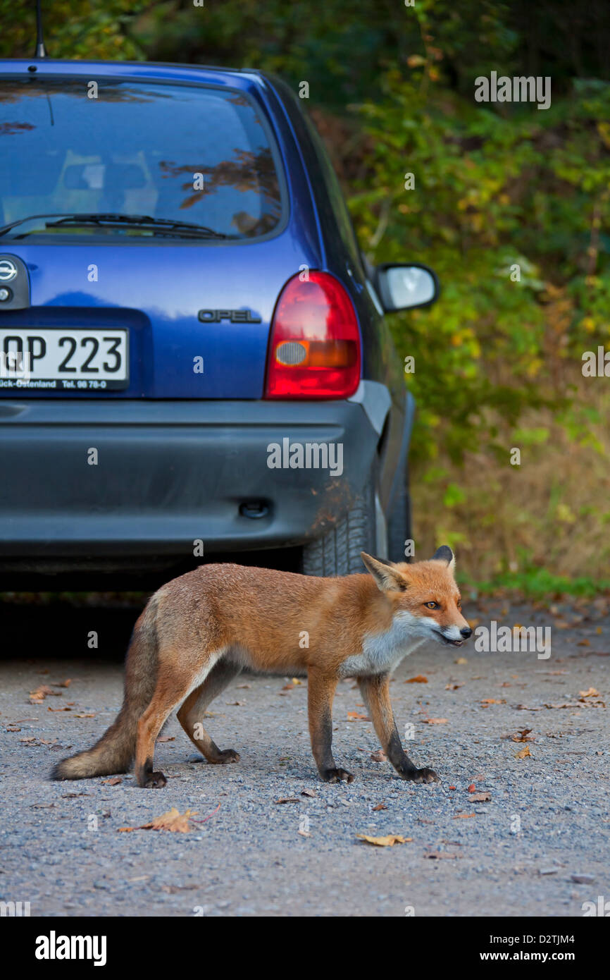 Tame Red fox (Vulpes vulpes) juvenile looking for food among cars at ...