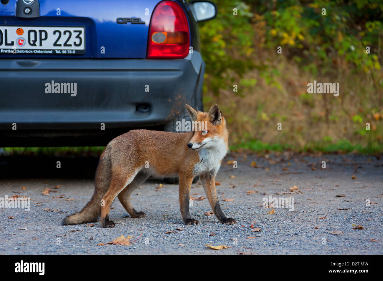Tame Red Fox