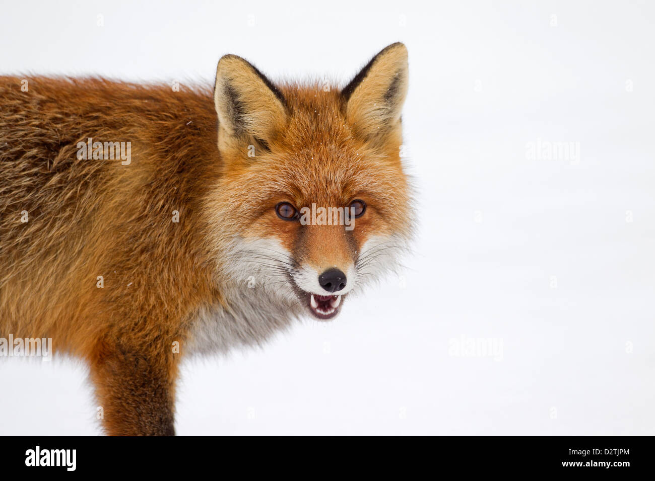 Close up of Red fox (Vulpes vulpes) protected by thick winter coat ...