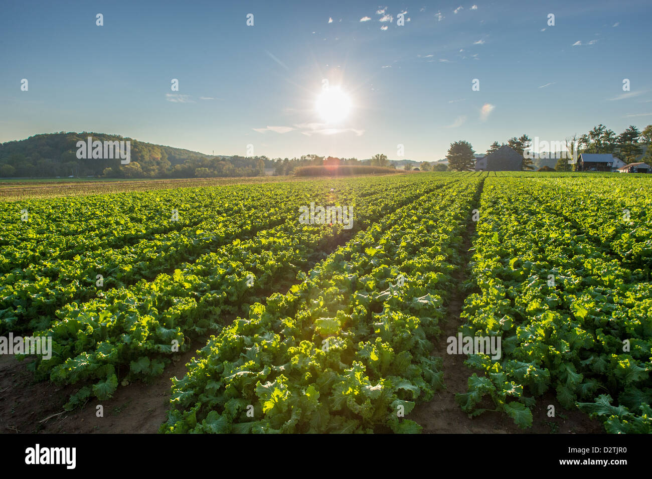 Row crops Stock Photo - Alamy