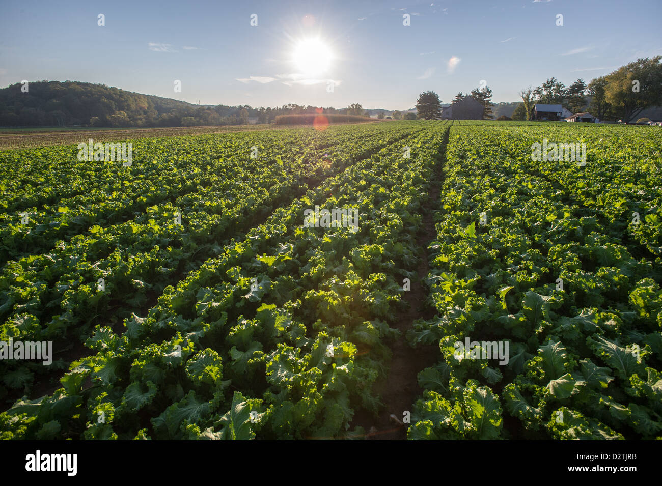 Row crops Stock Photo - Alamy