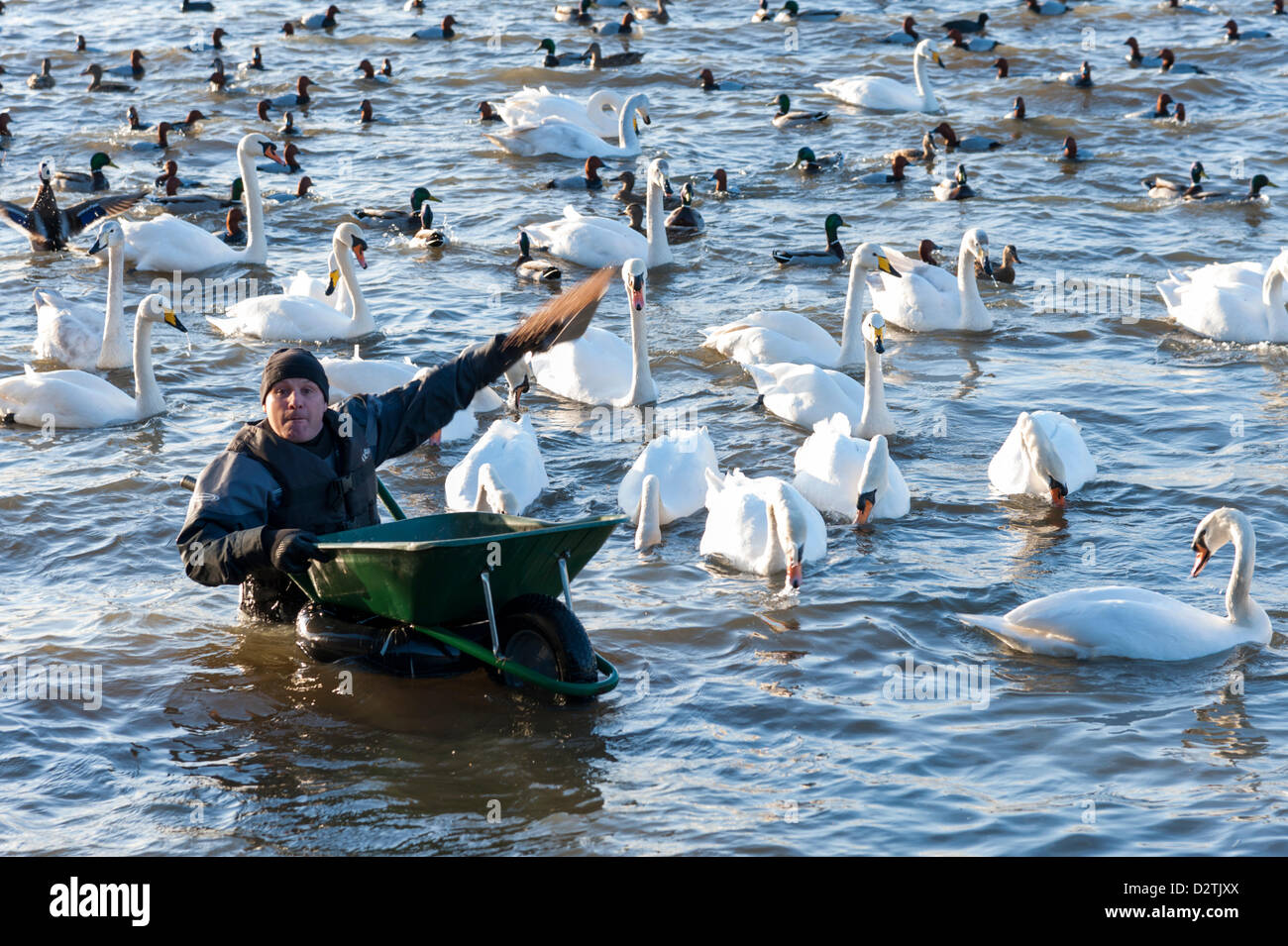 TV presenter Mike Dilger dons a dry suit to feed swans and wildfowl at ...