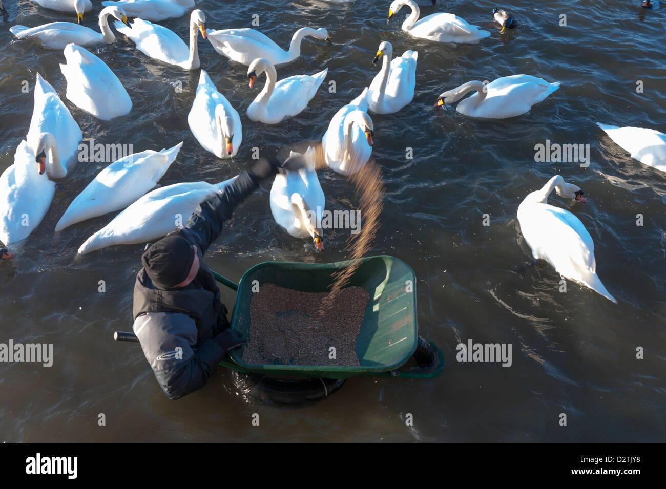 TV presenter Mike Dilger dons a dry suit to feed swans and wildfowl at ...