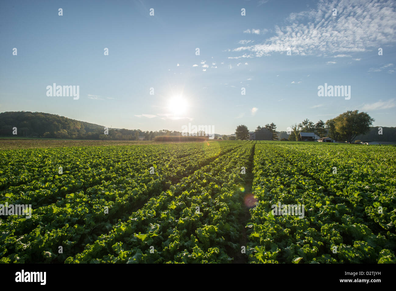 Row crops hi-res stock photography and images - Alamy