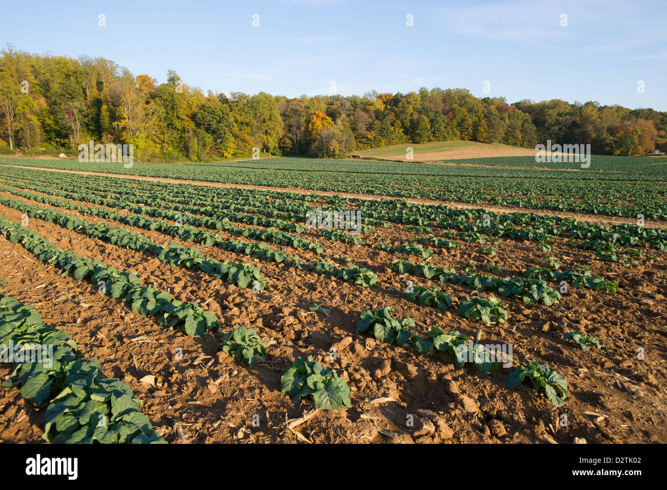 Crops production hi-res stock photography and images - Alamy