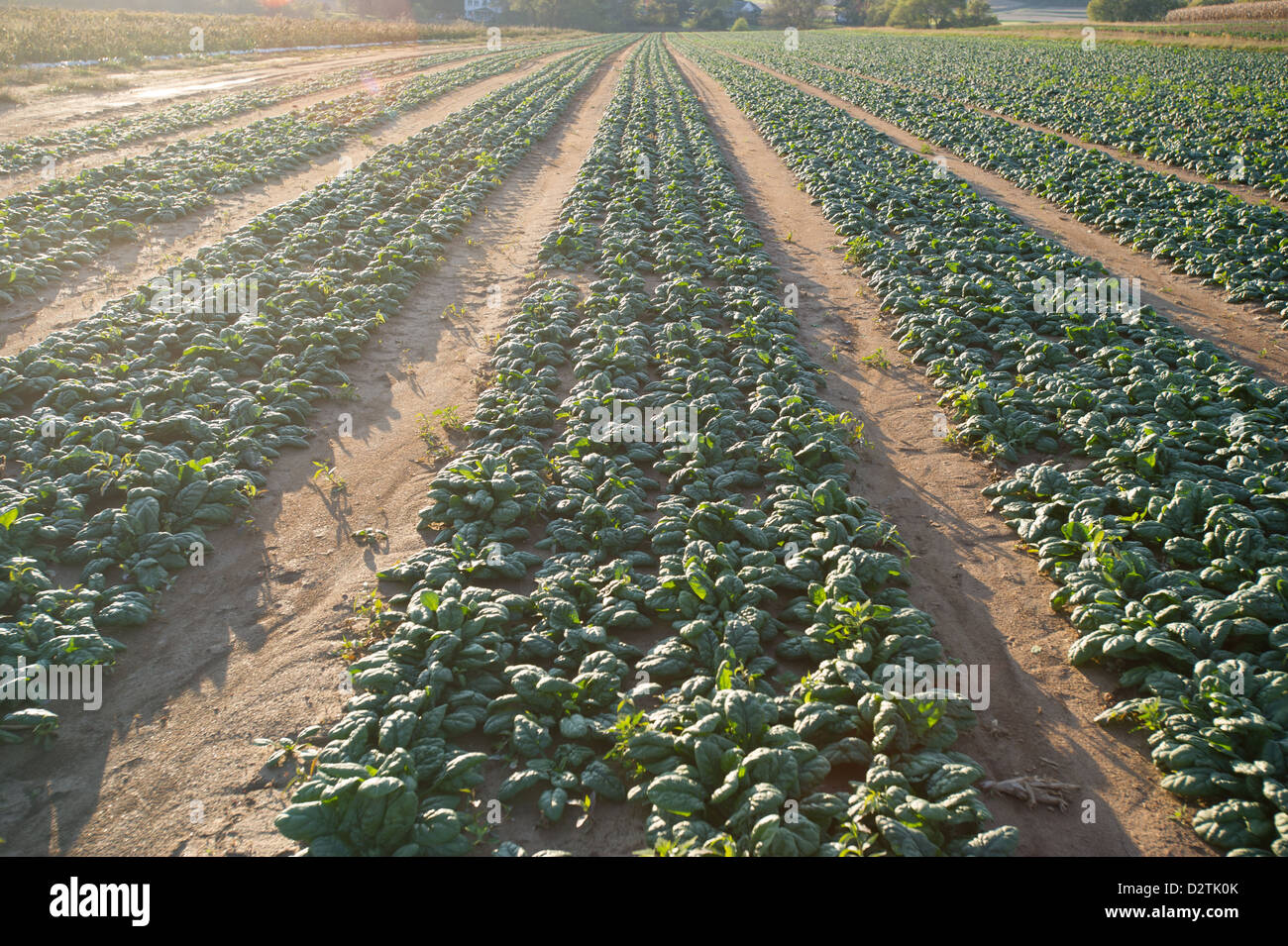 Crops production hi-res stock photography and images - Alamy
