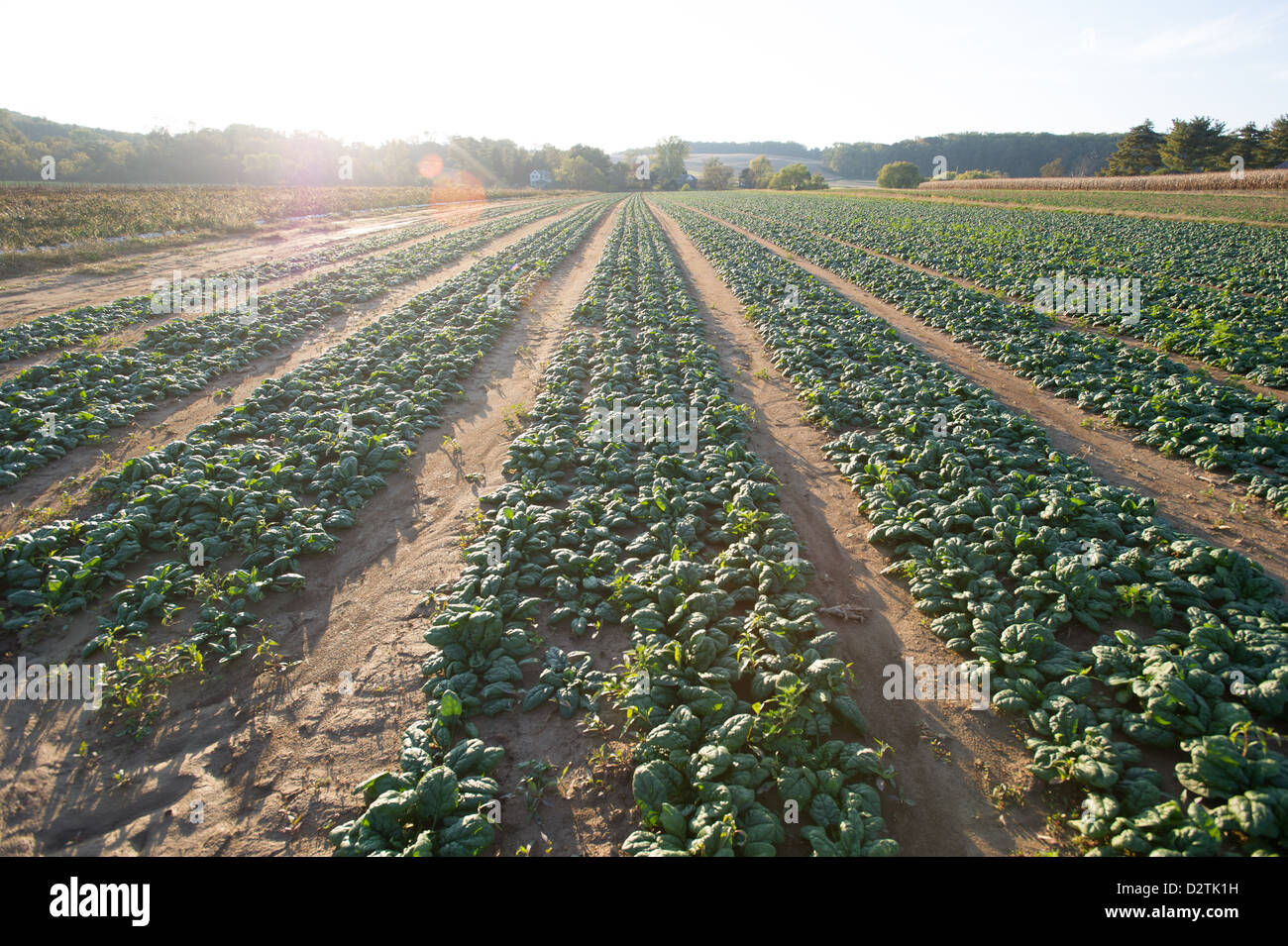 Row crops Stock Photo - Alamy