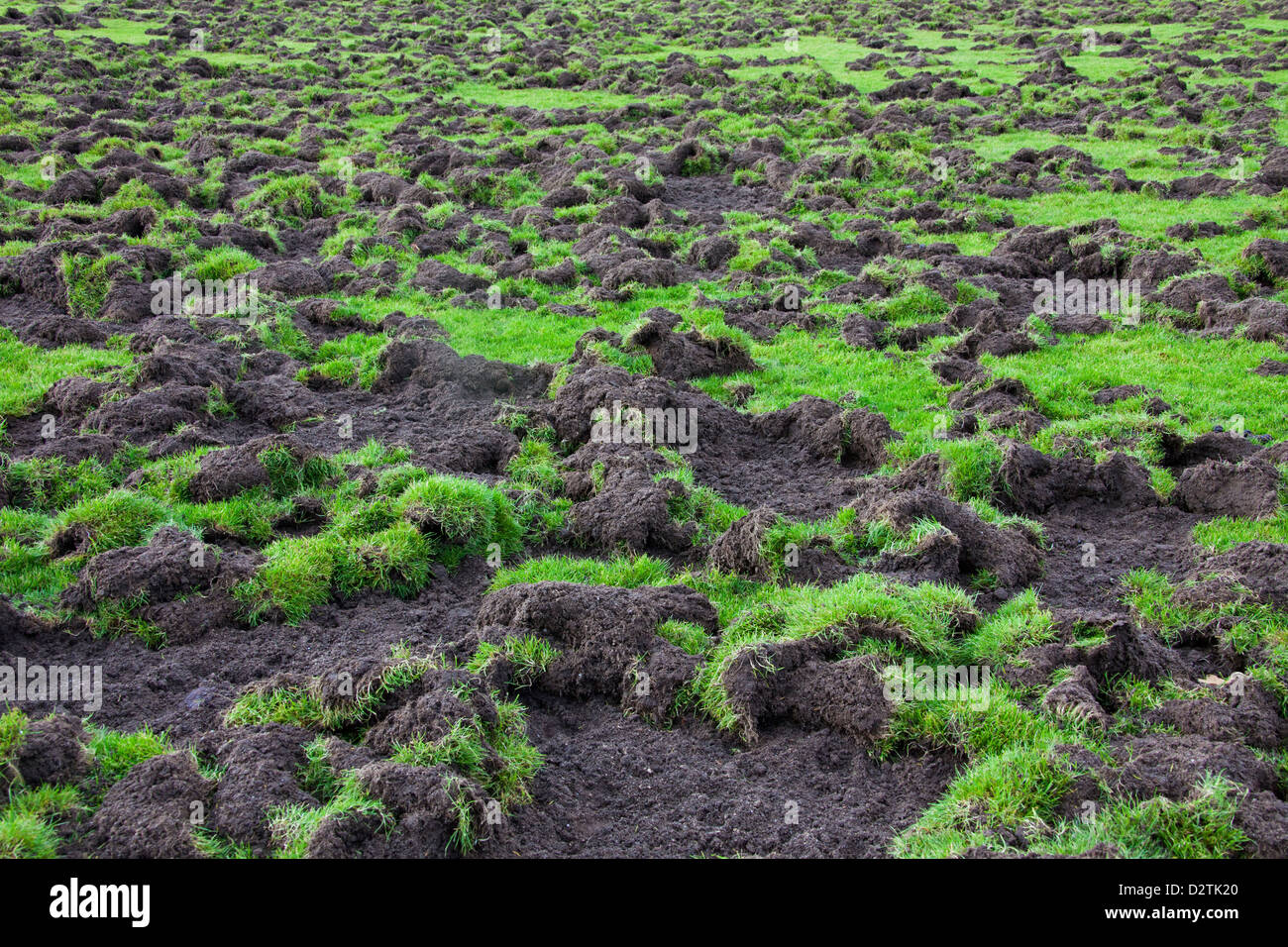 Ruined football field, rooted up by foraging Wild Boars (Sus scrofa ...