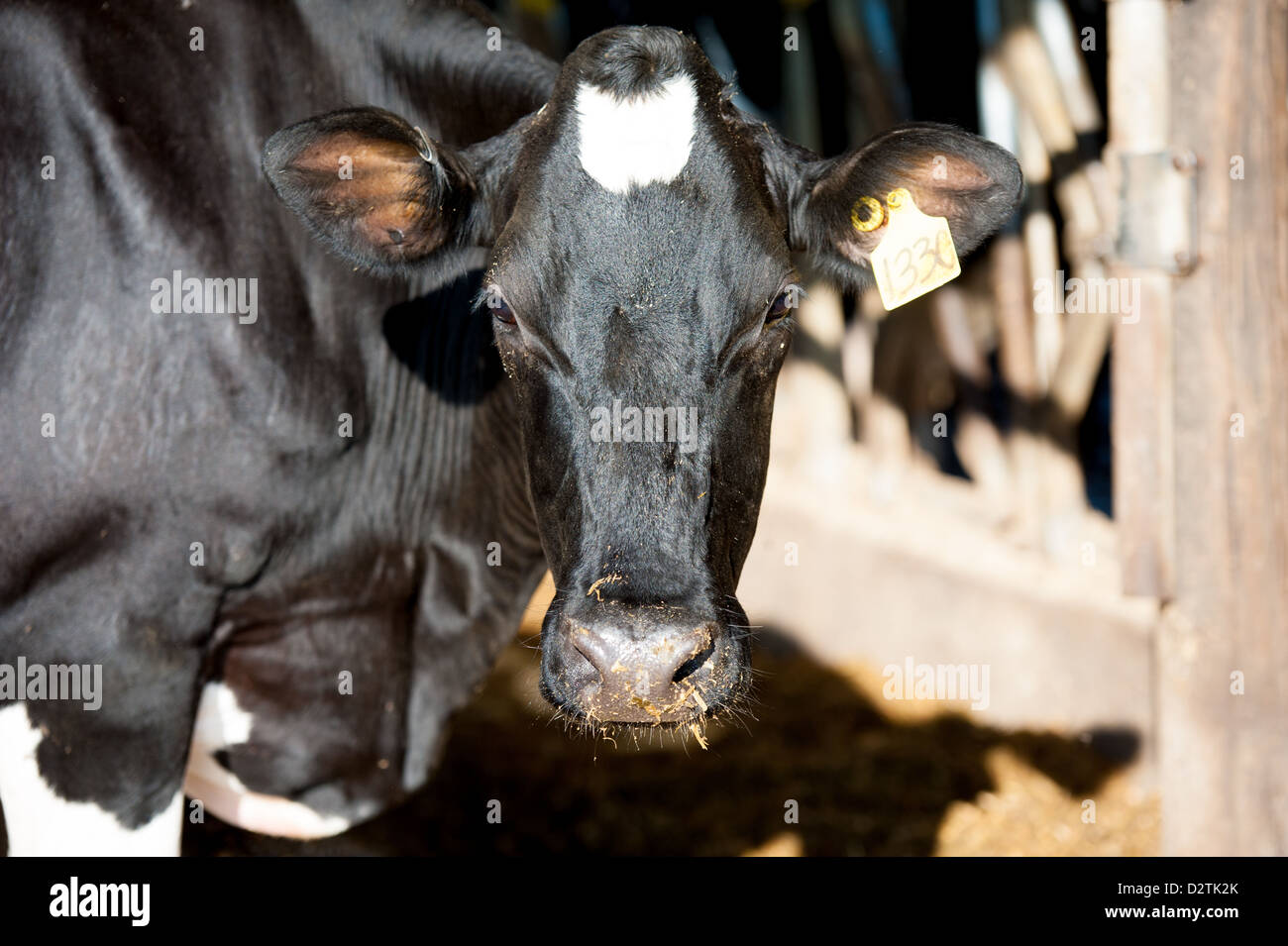 Dairy production hi-res stock photography and images - Alamy