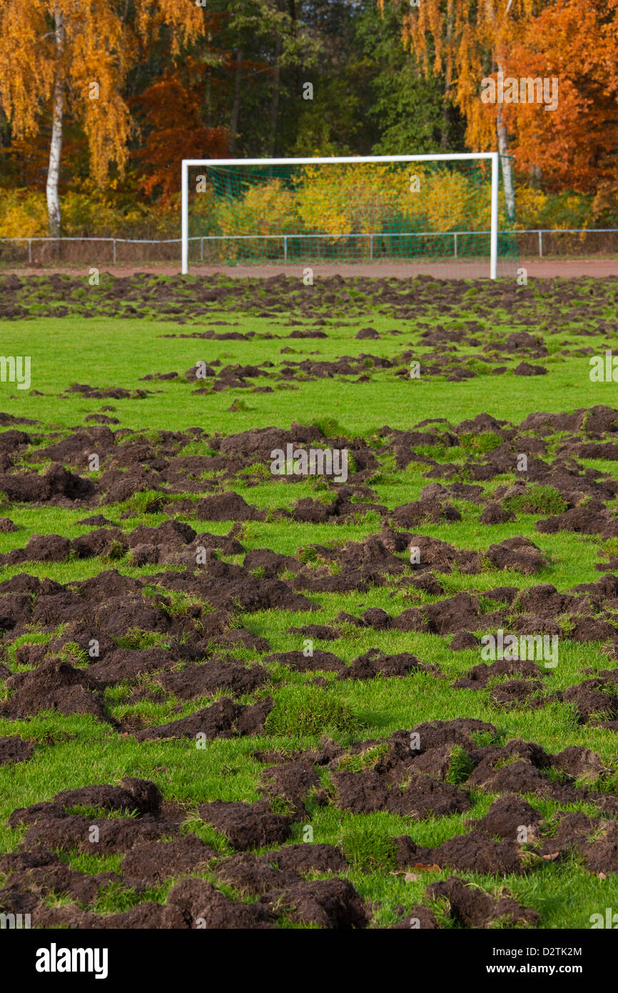 Ruined football field, rooted up by foraging Wild Boars (Sus scrofa ...