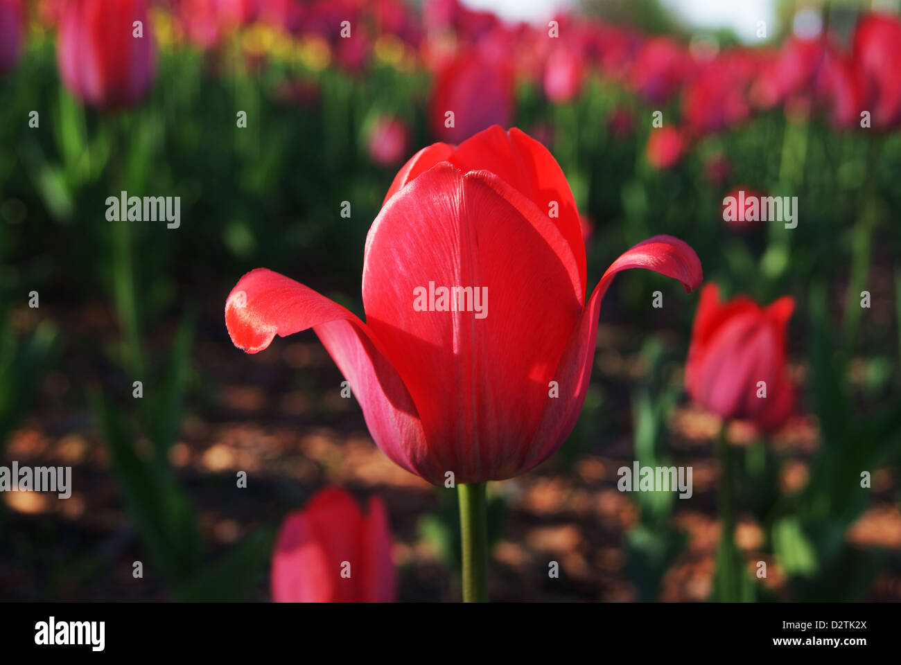 Common garden tulip hi-res stock photography and images - Alamy