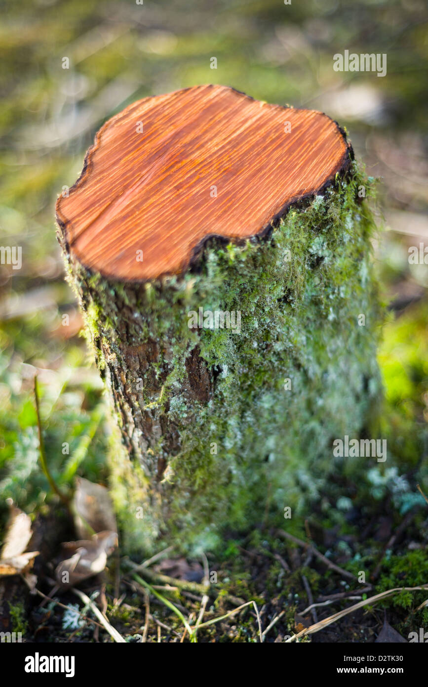 Felled tree stump at Ufton Fields Nature Reserve in winter ...
