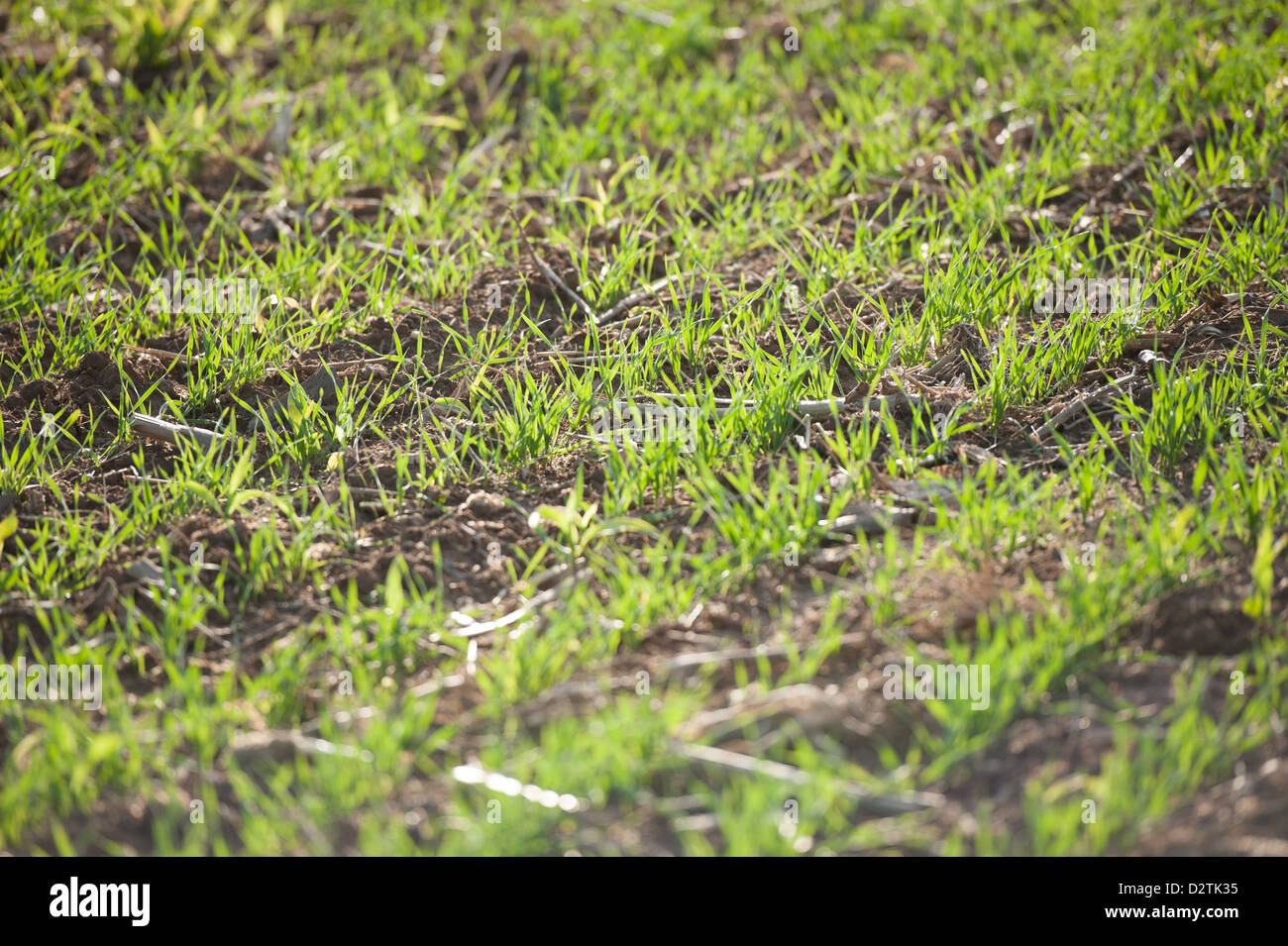 Row crops Stock Photo - Alamy