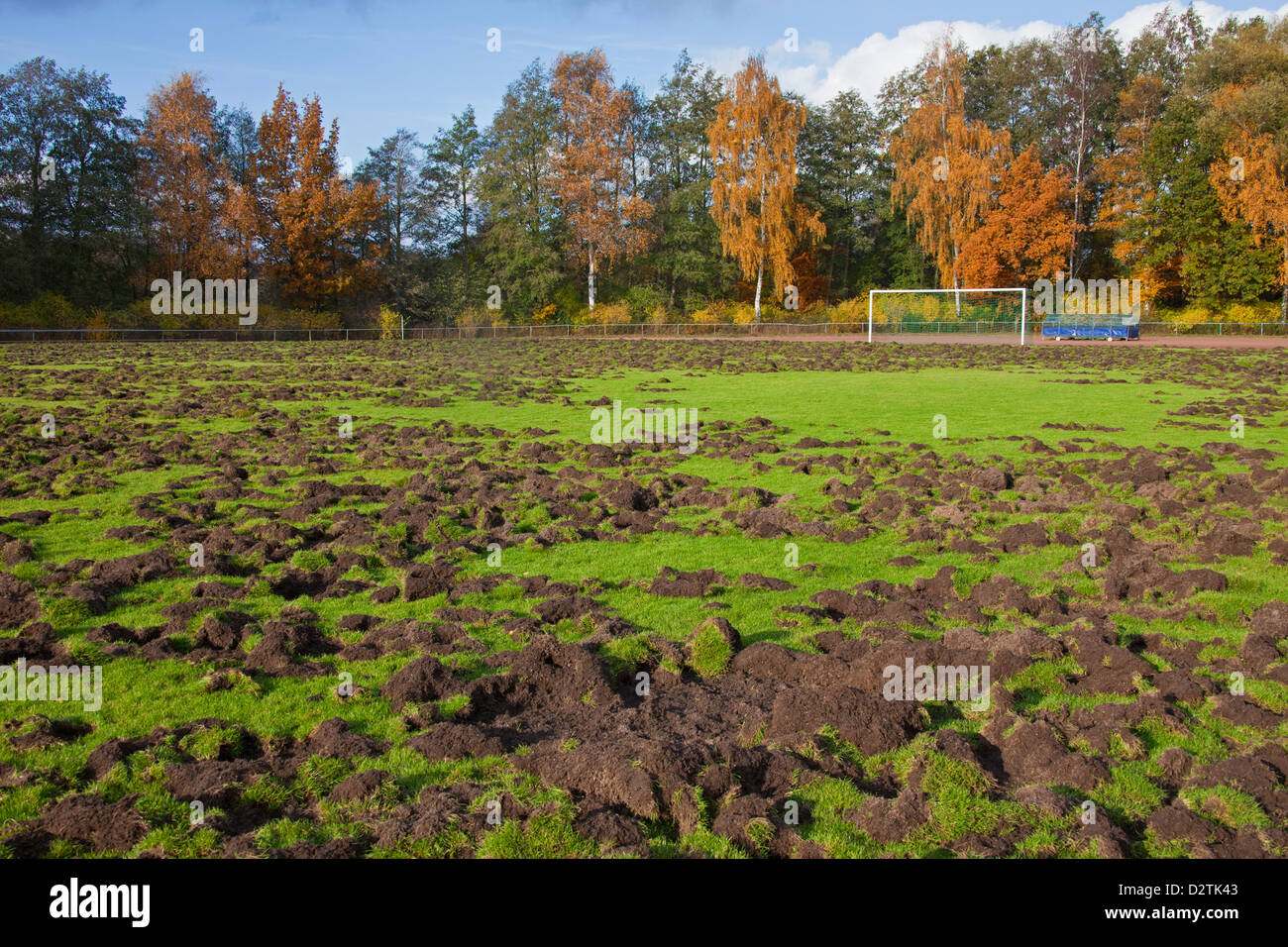 Ruined football field, rooted up by foraging Wild Boars (Sus scrofa ...