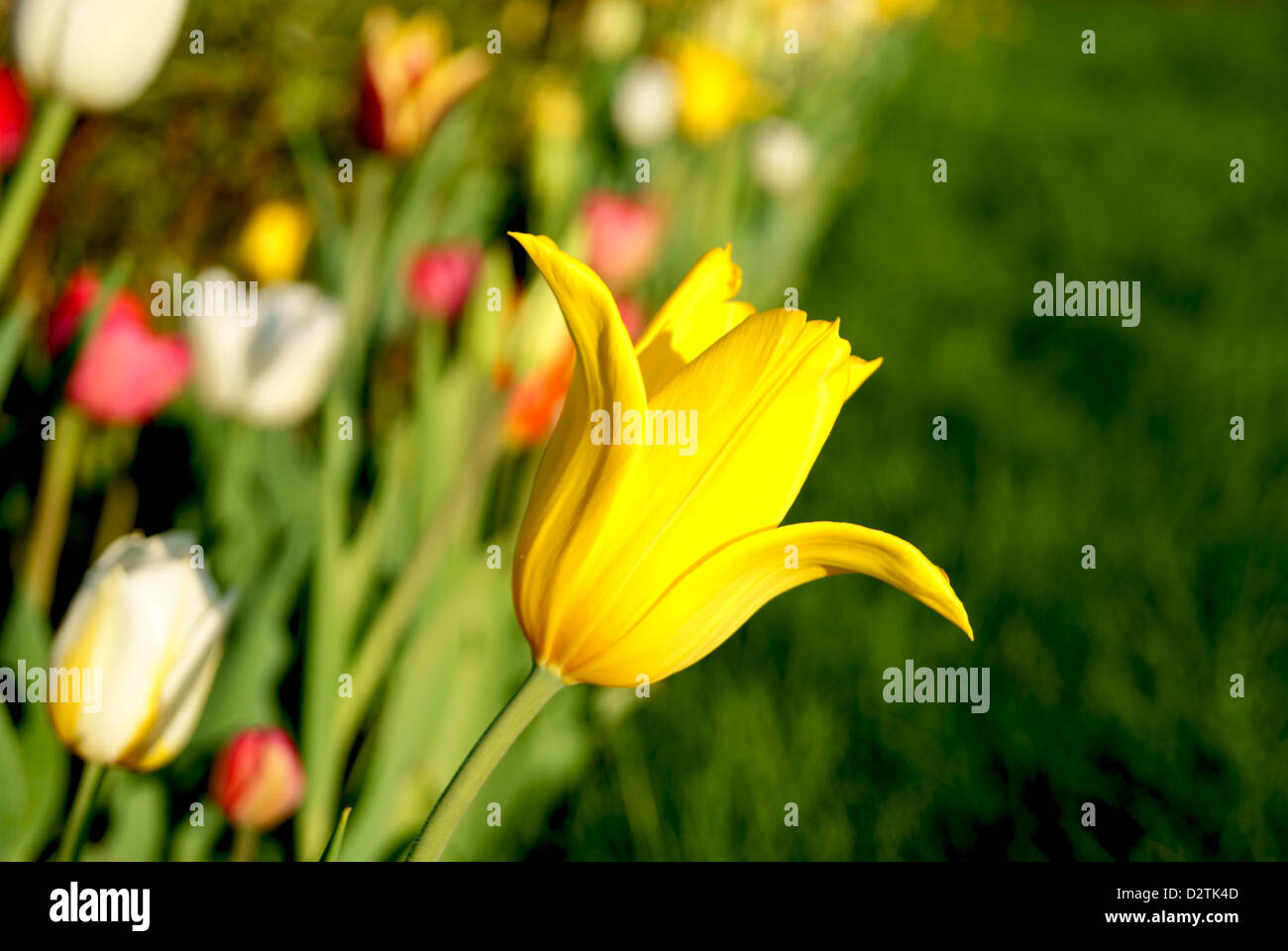 Tulip flowers field sunset hi-res stock photography and images - Alamy