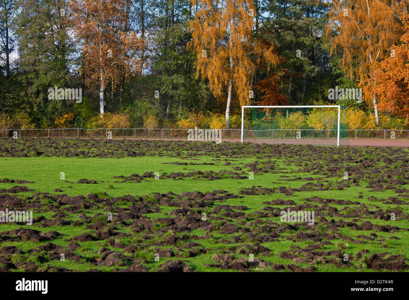 Ruined football field, rooted up by foraging Wild Boars (Sus scrofa ...