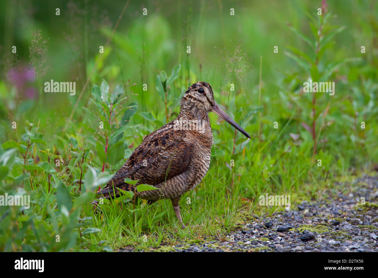 Eurasian Woodcock (Scolopax rusticola) in the rain, Scandinavia Stock ...