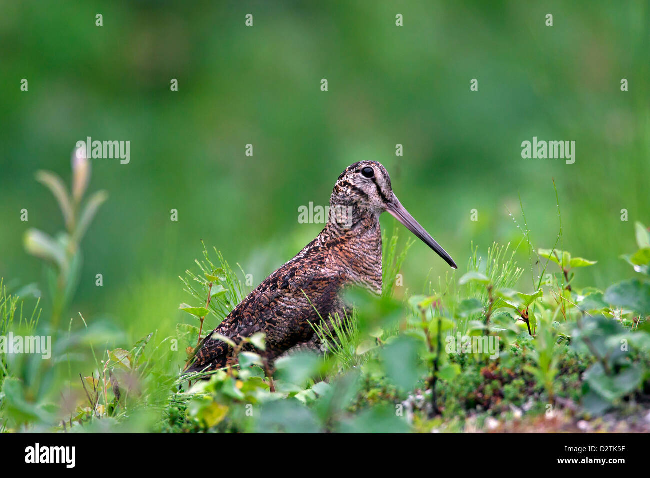 Eurasian Woodcock (Scolopax rusticola) in the rain Stock Photo - Alamy