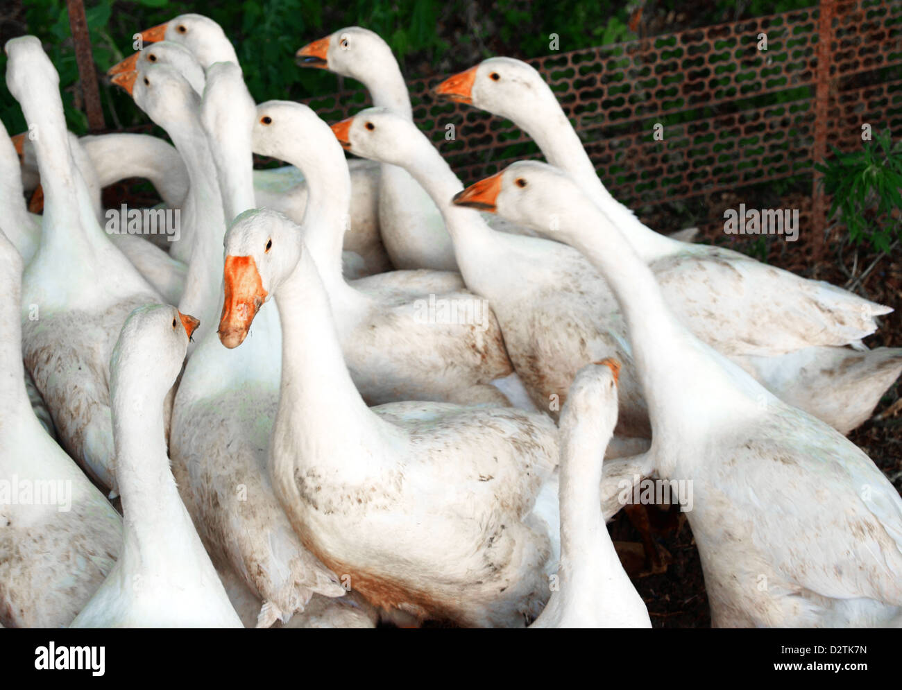 Silly goose hi-res stock photography and images - Alamy