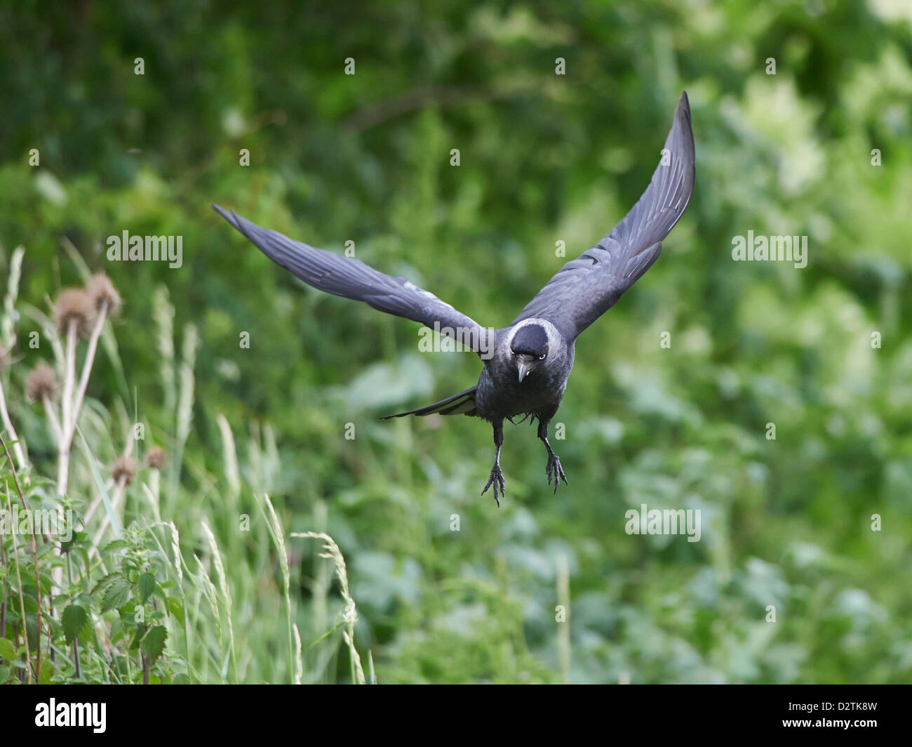 Jackdaw in flight Stock Photo - Alamy
