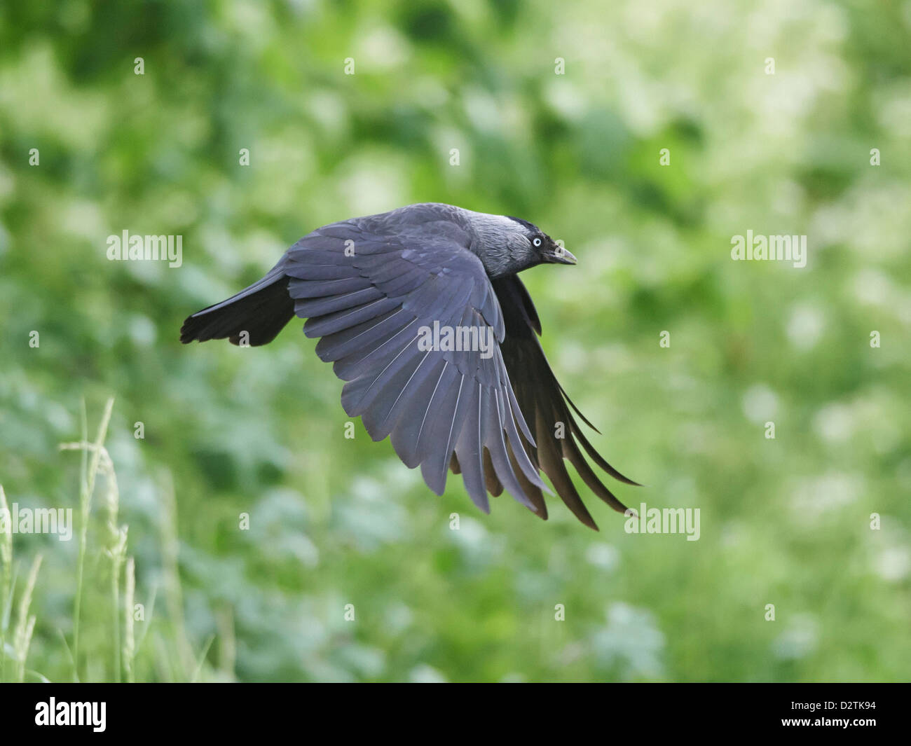 Jackdaw in flight Stock Photo - Alamy