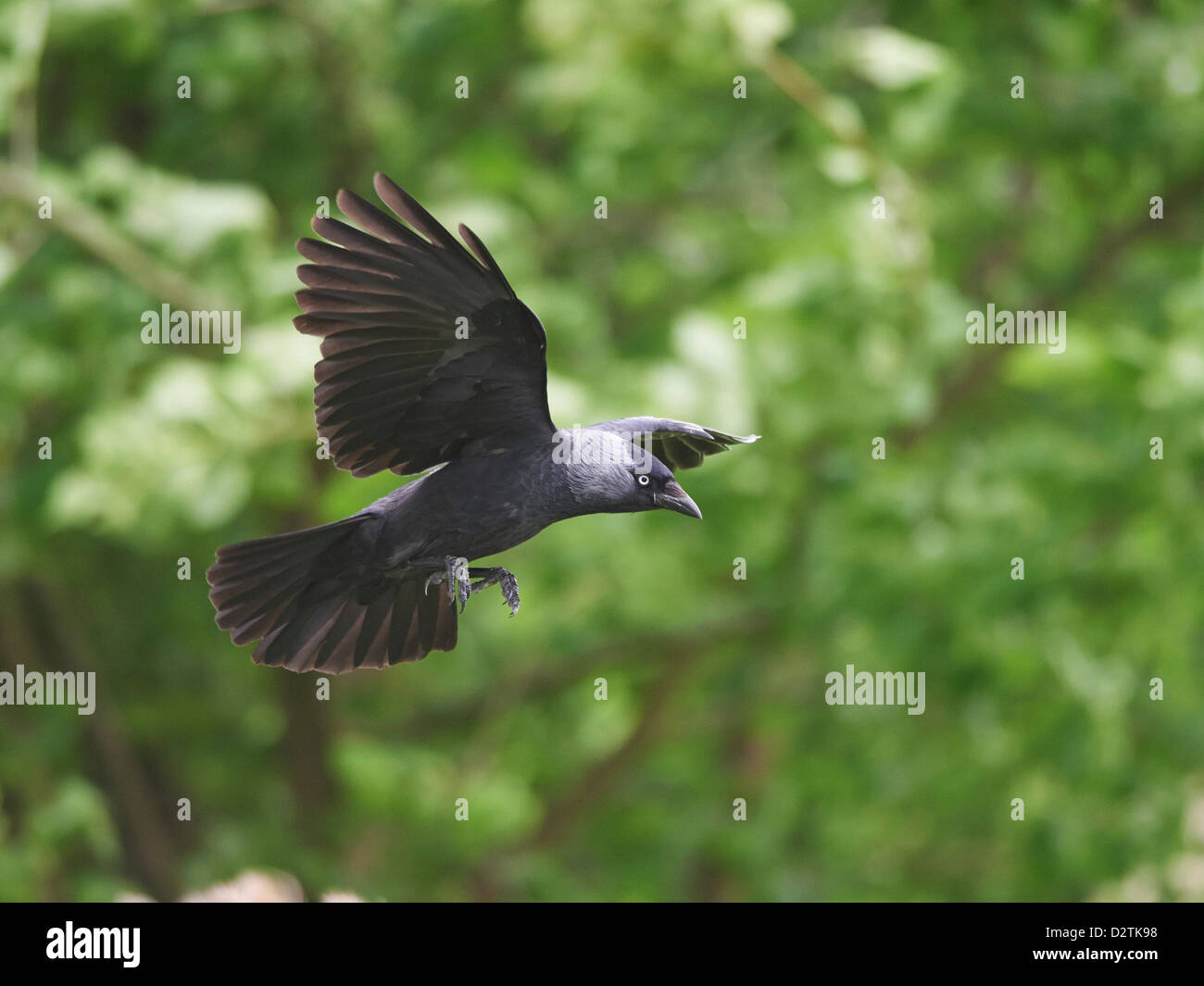 Jackdaw in flight Stock Photo - Alamy