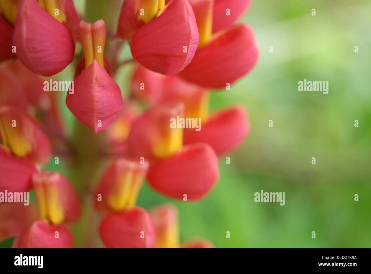 Red pea flower hi-res stock photography and images - Alamy