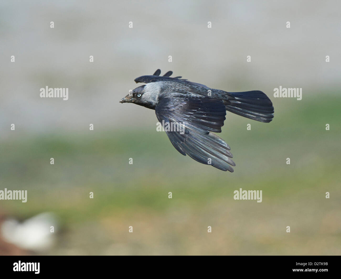 Jackdaw in flight Stock Photo - Alamy