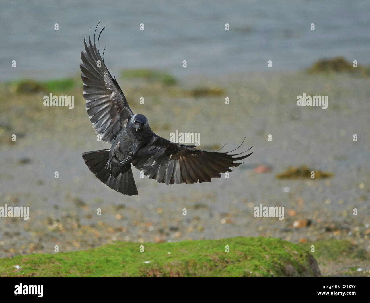 Jackdaw in flight Stock Photo - Alamy