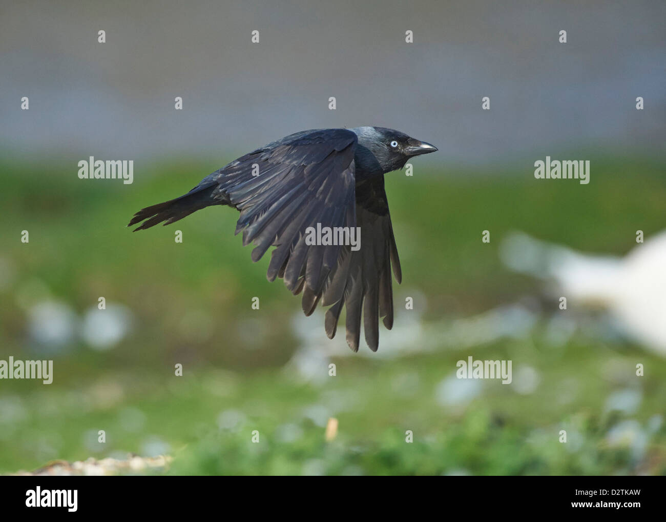 Jackdaw in flight Stock Photo - Alamy