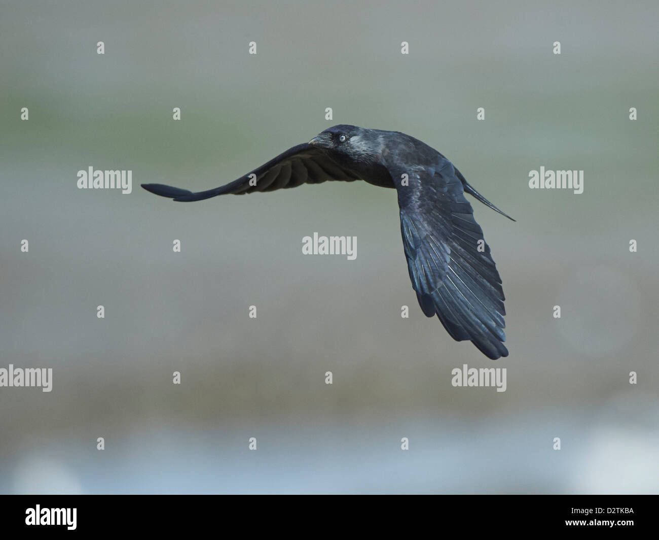 Jackdaw farm hi-res stock photography and images - Alamy