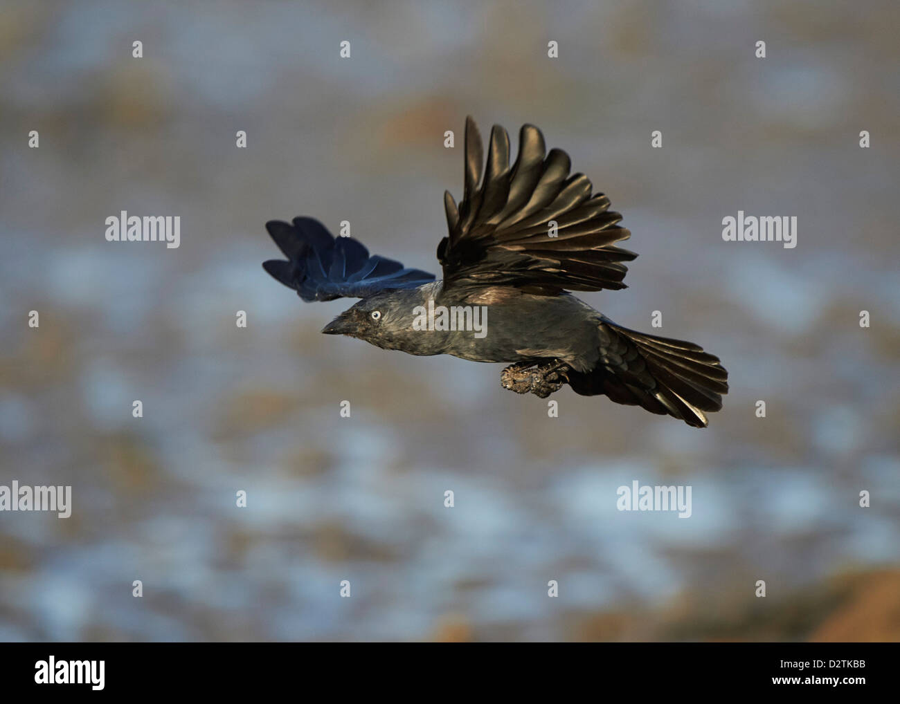 Jackdaw in flight Stock Photo - Alamy