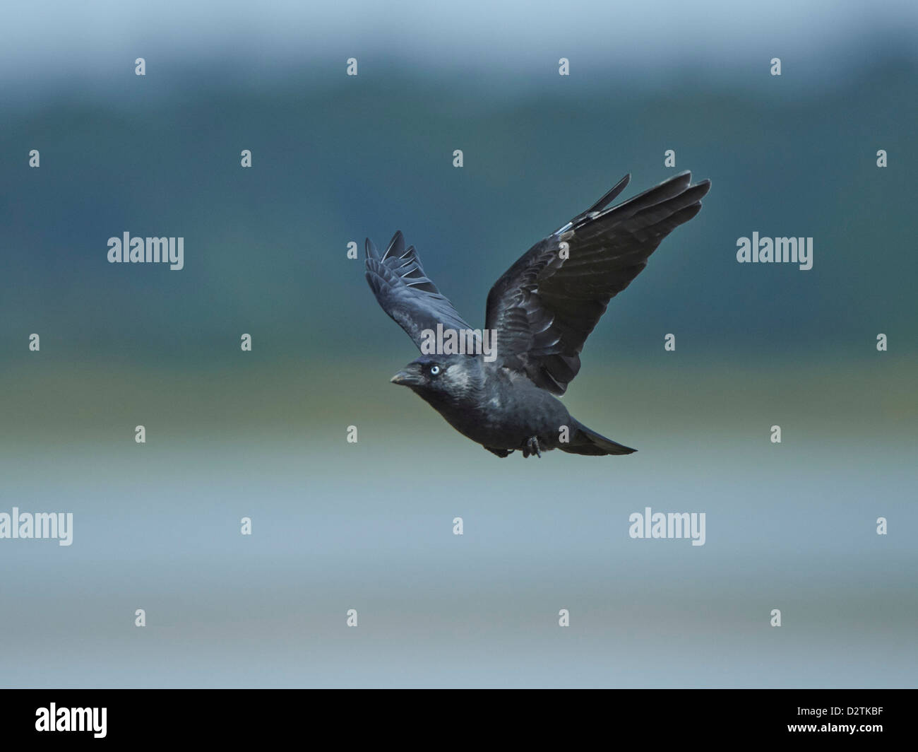 Jackdaw in flight Stock Photo - Alamy