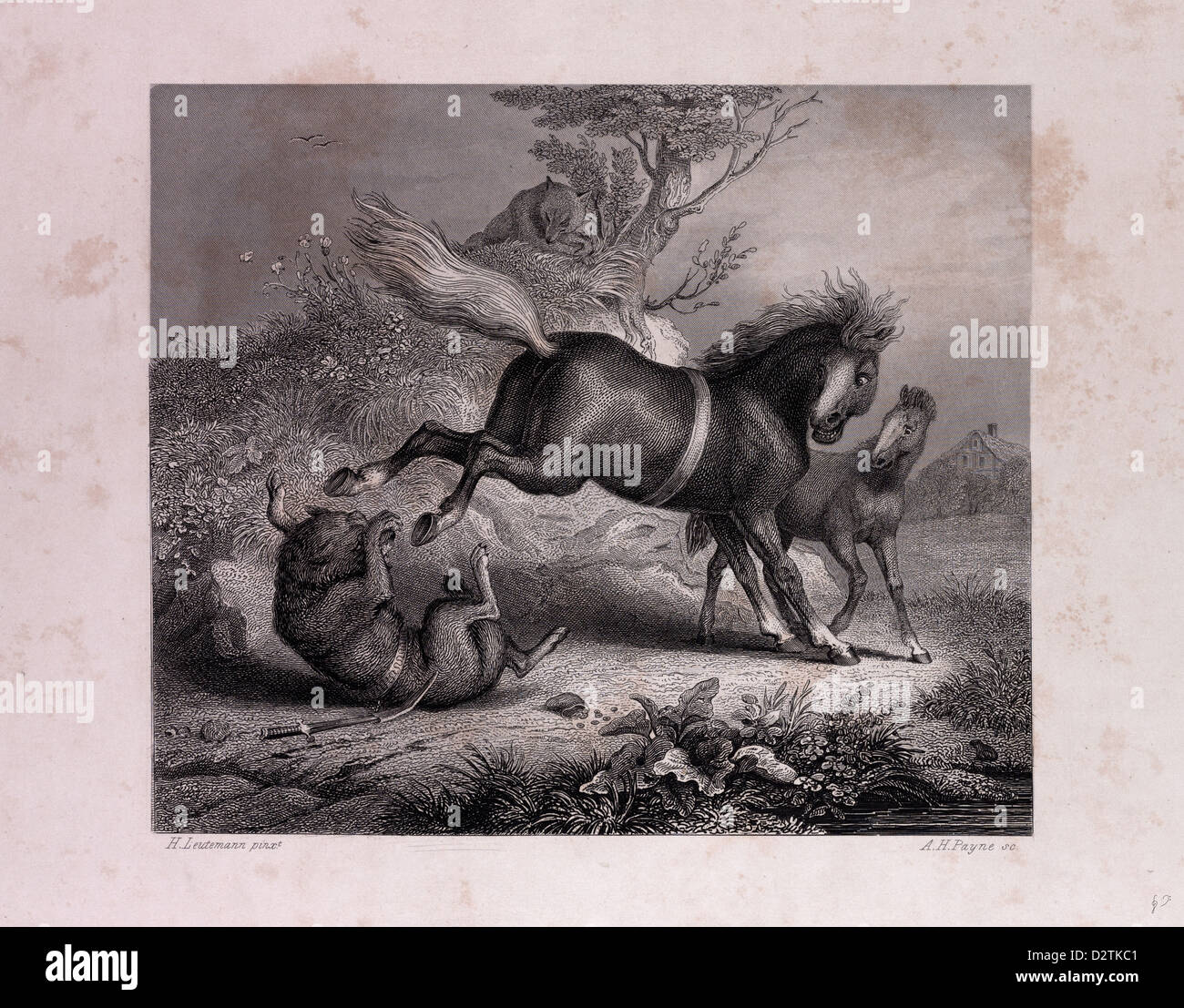 The Mare and the Wolf Stock Photo - Alamy