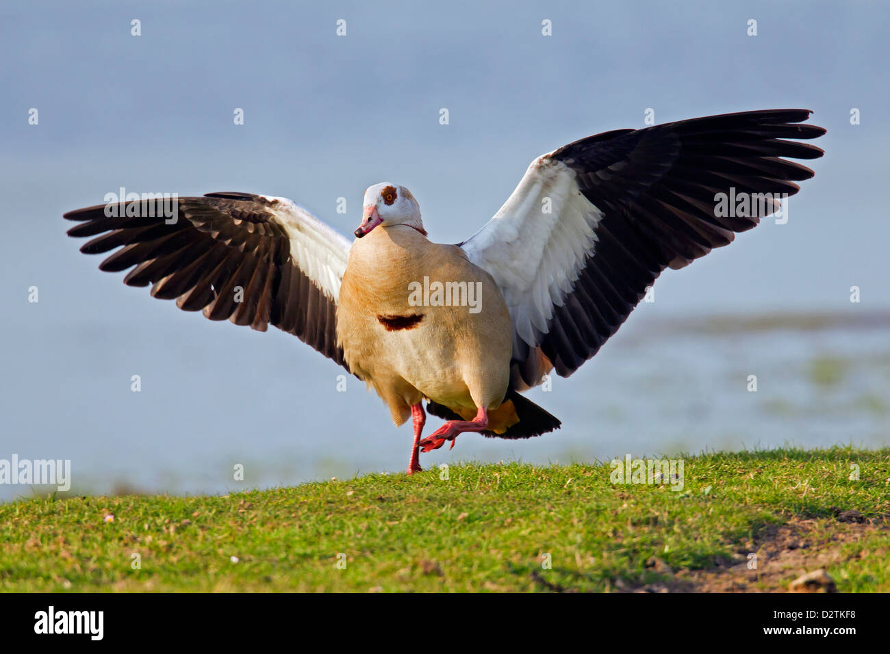 Egyptian Goose (Alopochen aegyptiacus), invasive exotic species landing ...