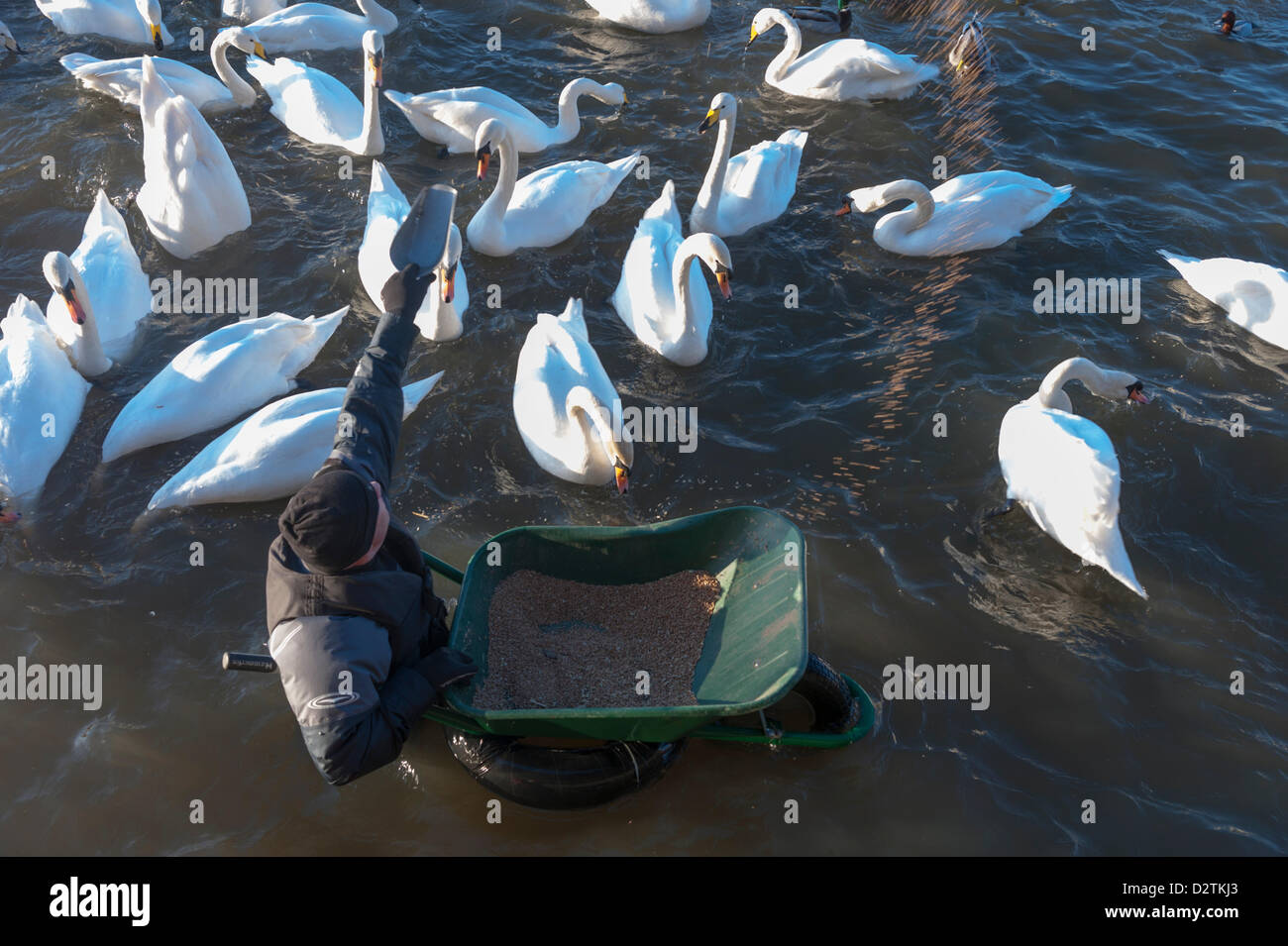 TV presenter Mike Dilger dons a dry suit to feed swans and wildfowl at ...