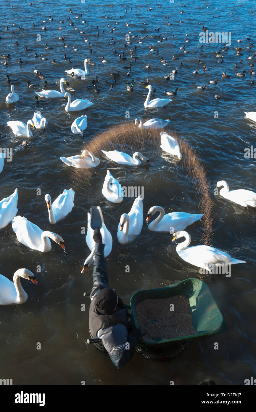 TV presenter Mike Dilger dons a dry suit to feed swans and wildfowl at ...
