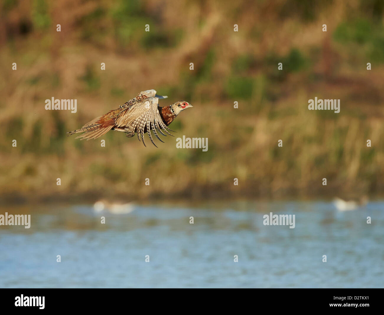 Flying pheasant hi-res stock photography and images - Alamy