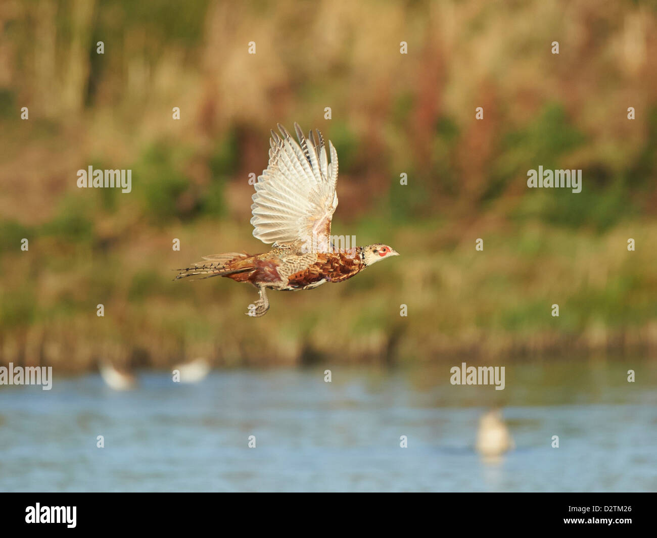 Pheasant in flight Stock Photo - Alamy
