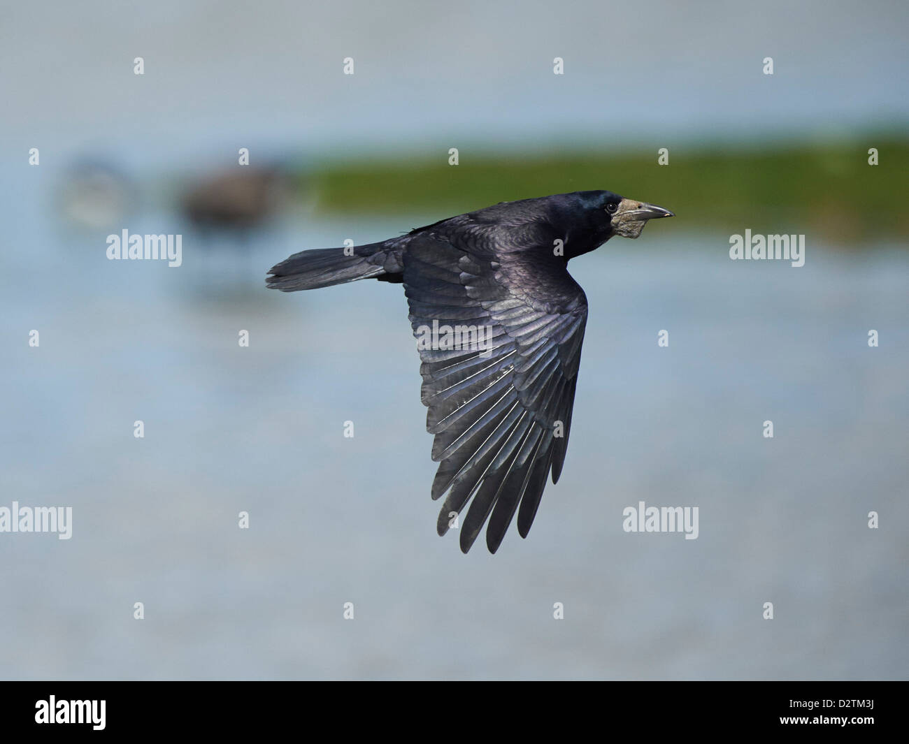 Rook in flight Stock Photo - Alamy