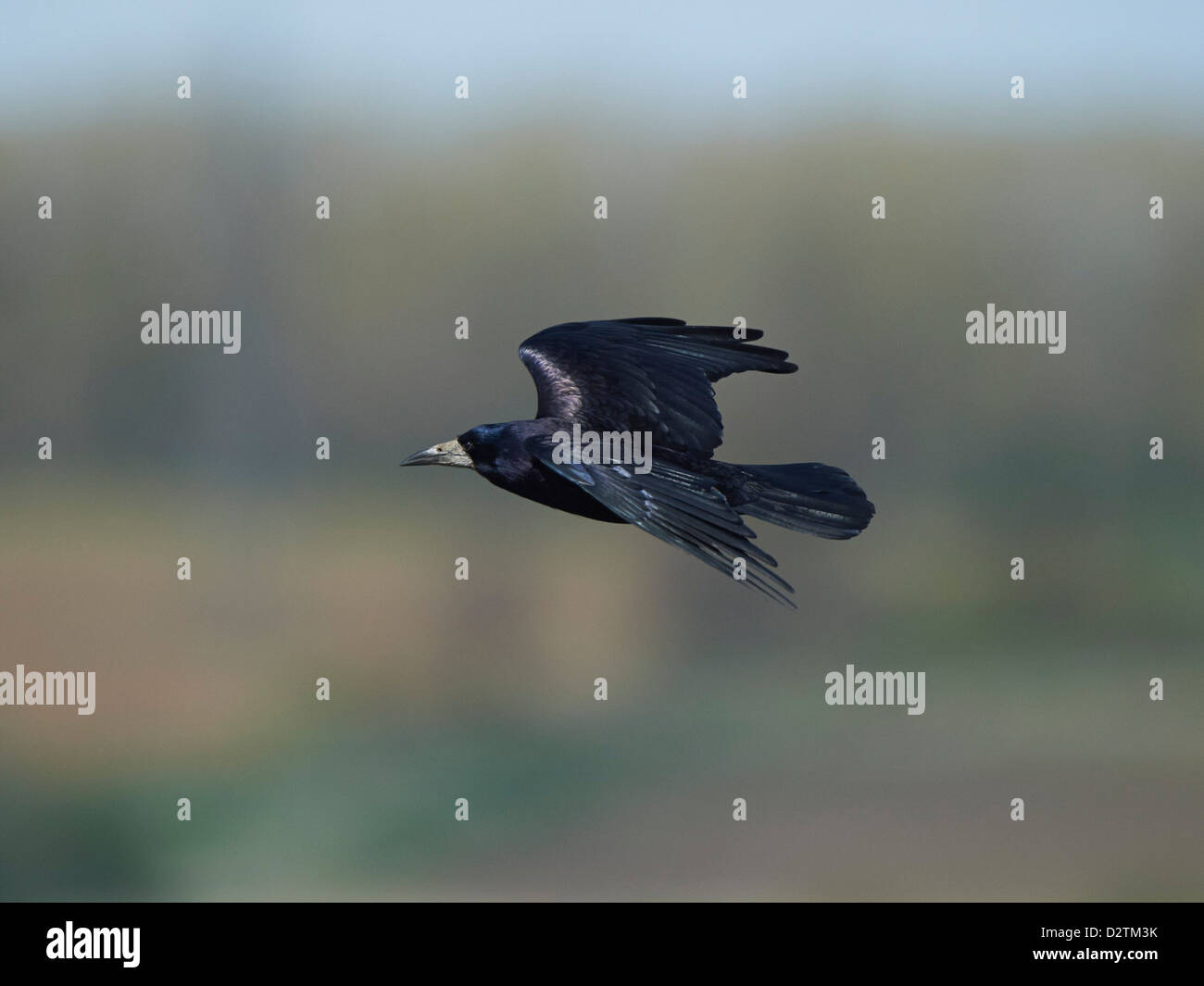 Rook in flight Stock Photo - Alamy