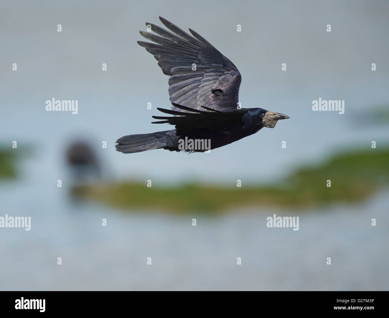 Rook in flight Stock Photo - Alamy