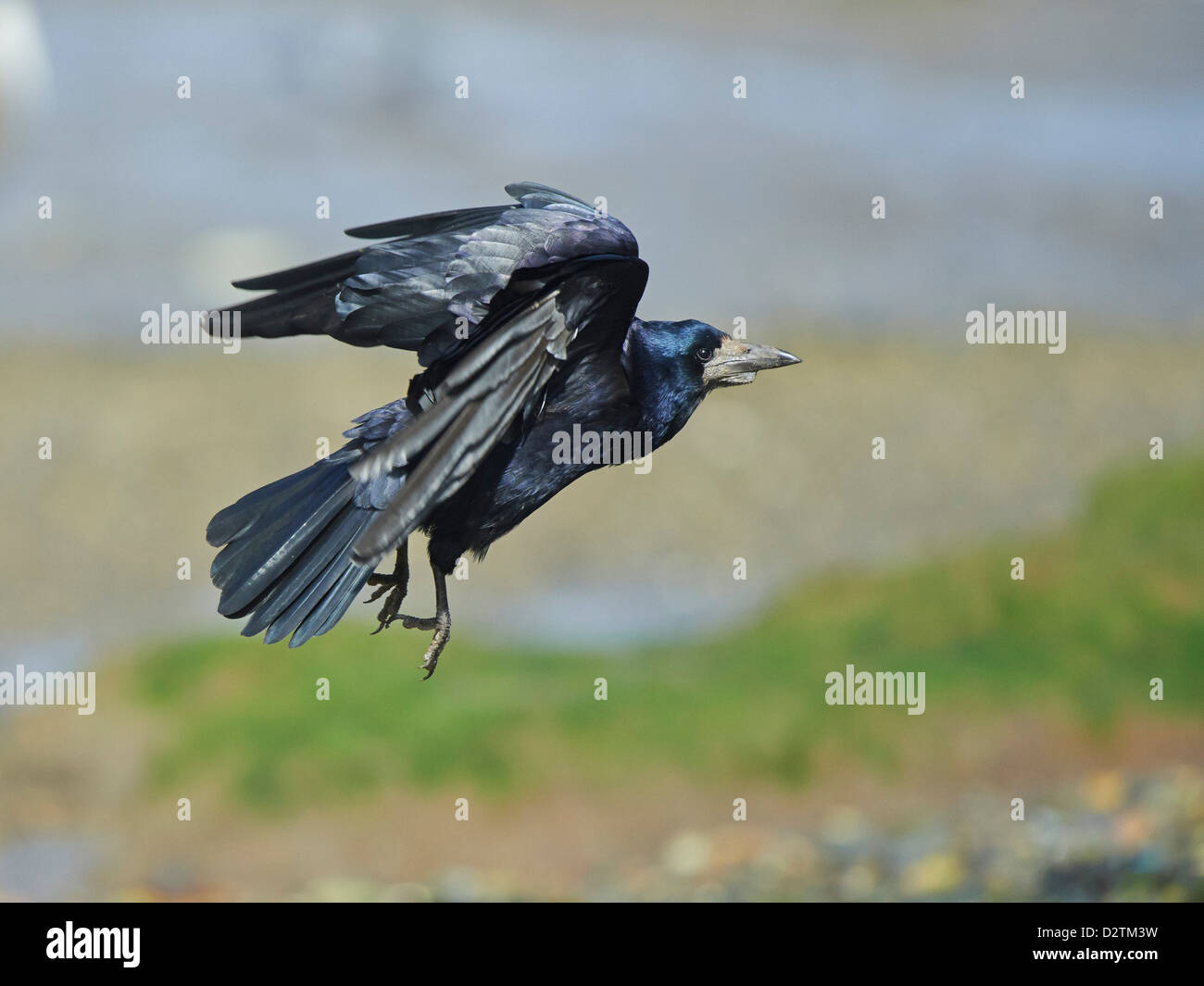 Rook in flight Stock Photo - Alamy