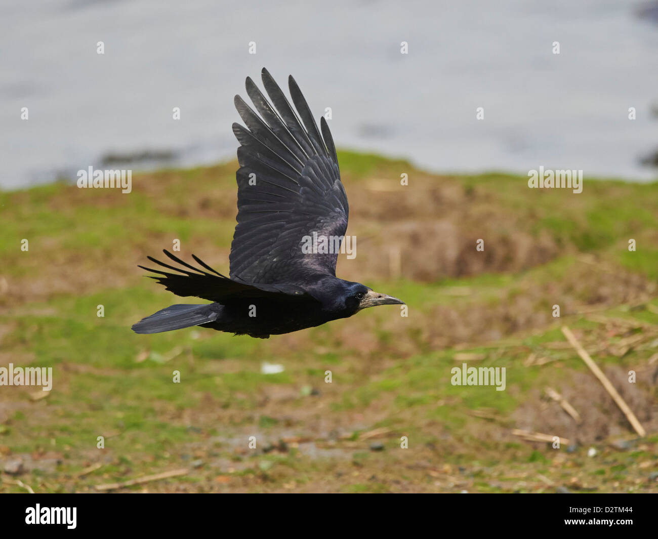 Rook in flight Stock Photo - Alamy