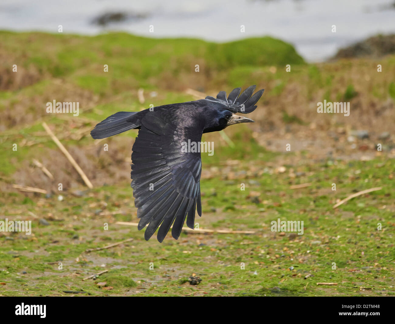 Rook in flight Stock Photo - Alamy