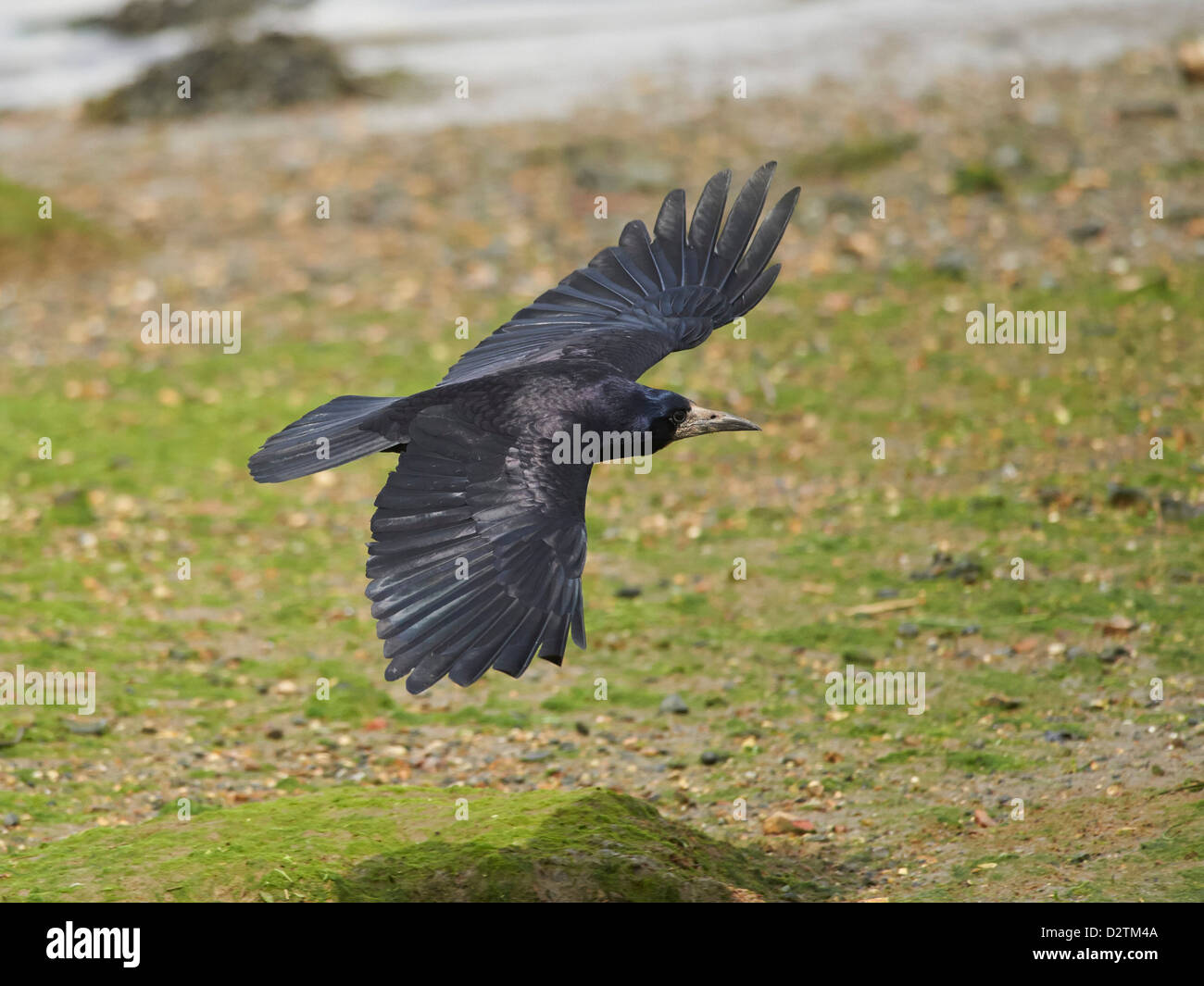 Rook in flight Stock Photo - Alamy