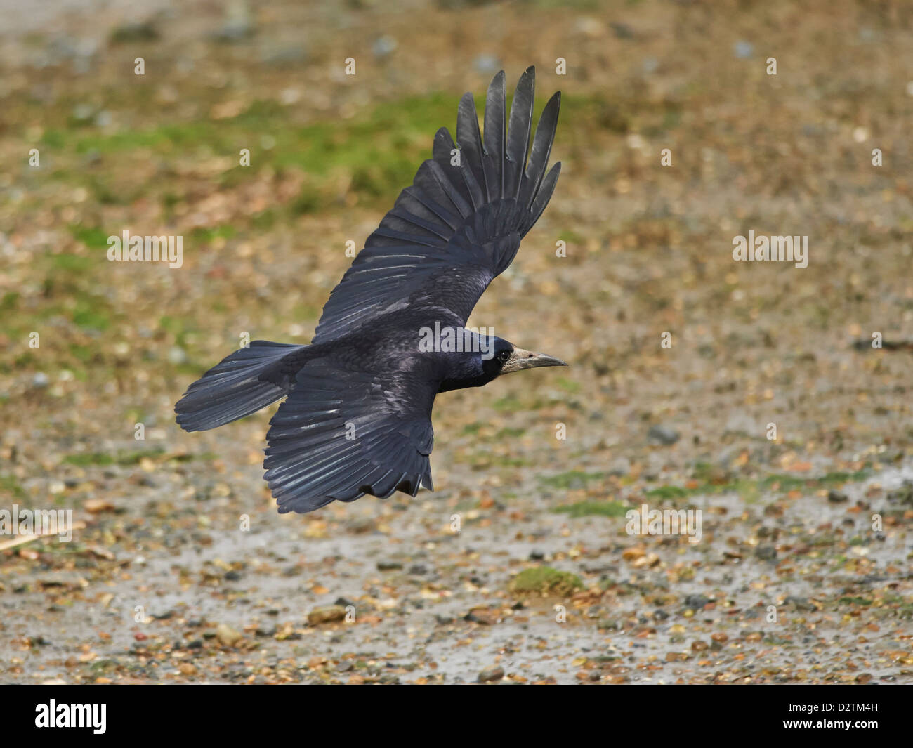Rook in flight Stock Photo - Alamy