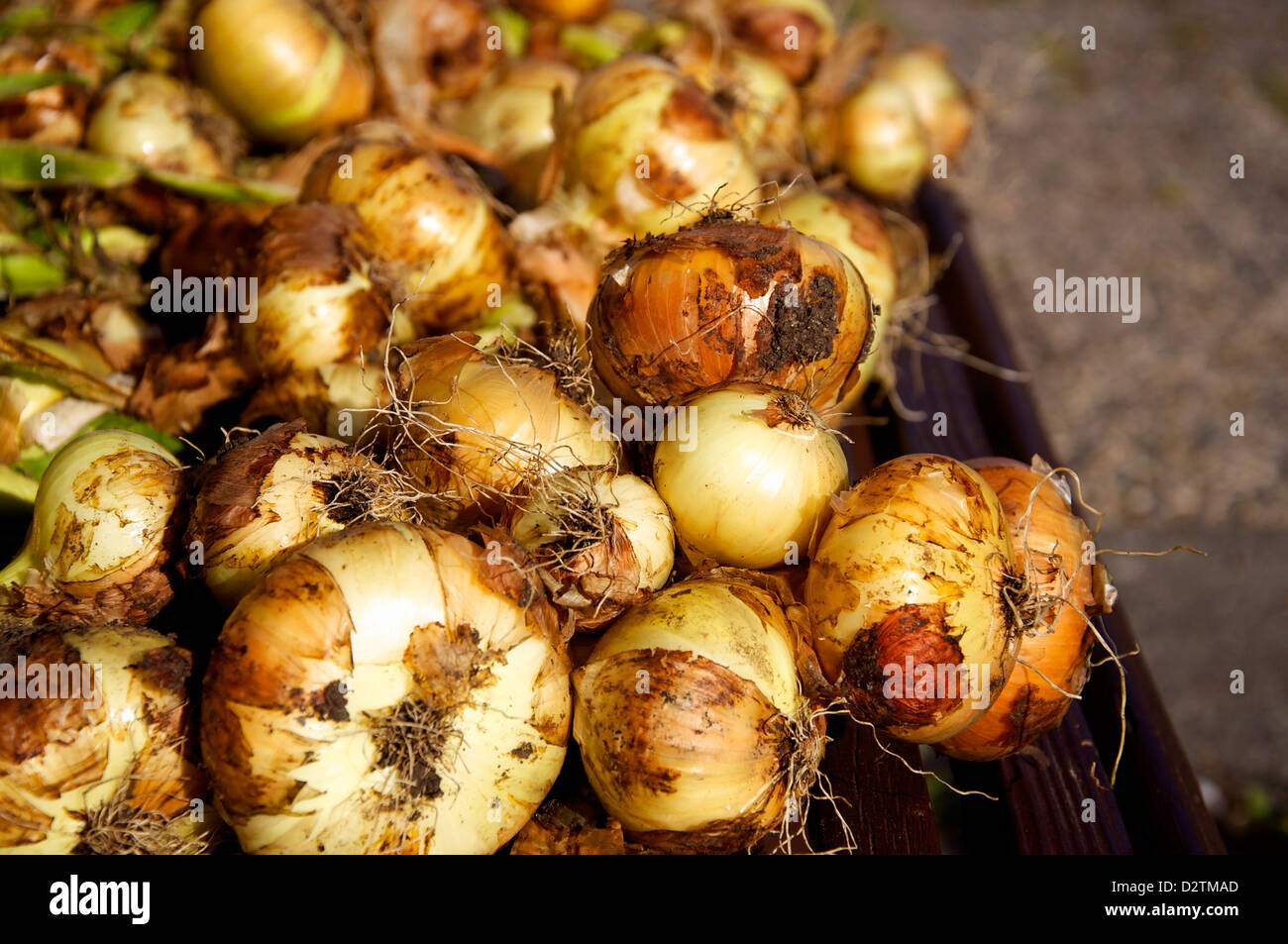 Fresh Onions, left to dry in the sun Stock Photo - Alamy